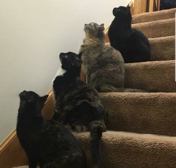 Deze 15 grappige kattenfoto's laten zien dat het hebben van een kat ...