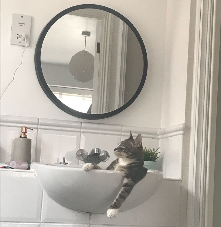 Deze 15 grappige kattenfoto's laten zien dat het hebben van een kat ...