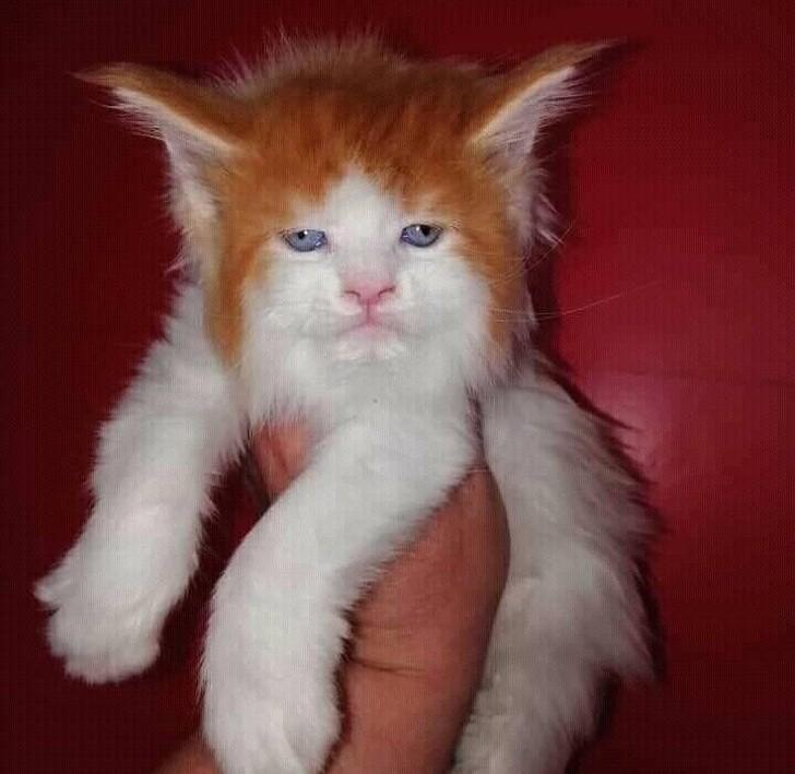 17 foto buffe di animali che hanno mostrato di avere una grande ...