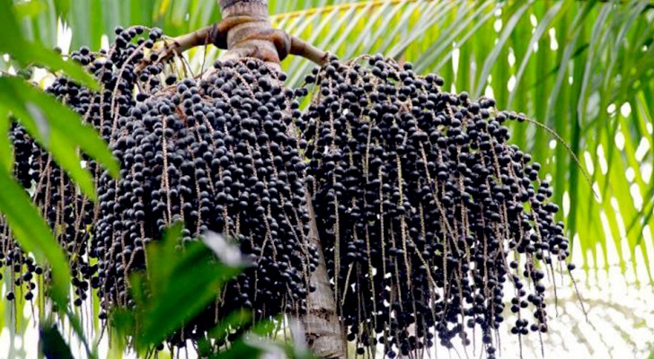 Bacche di açai: ecco tutti i benefici del frutto esotico che fa bene al ...