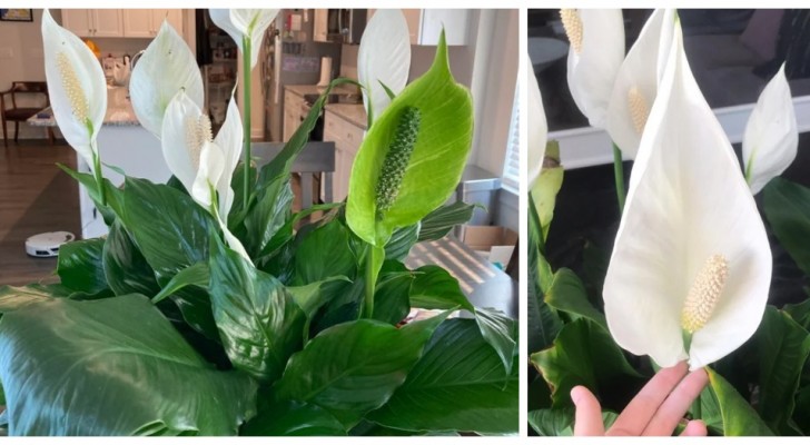 Spathiphyllum: useful tips for growing these lush and beautiful plants ...