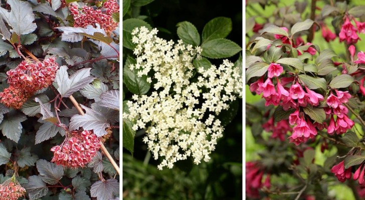 5 rustieke, snelgroeiende struiken voor een fantastische tuin ...